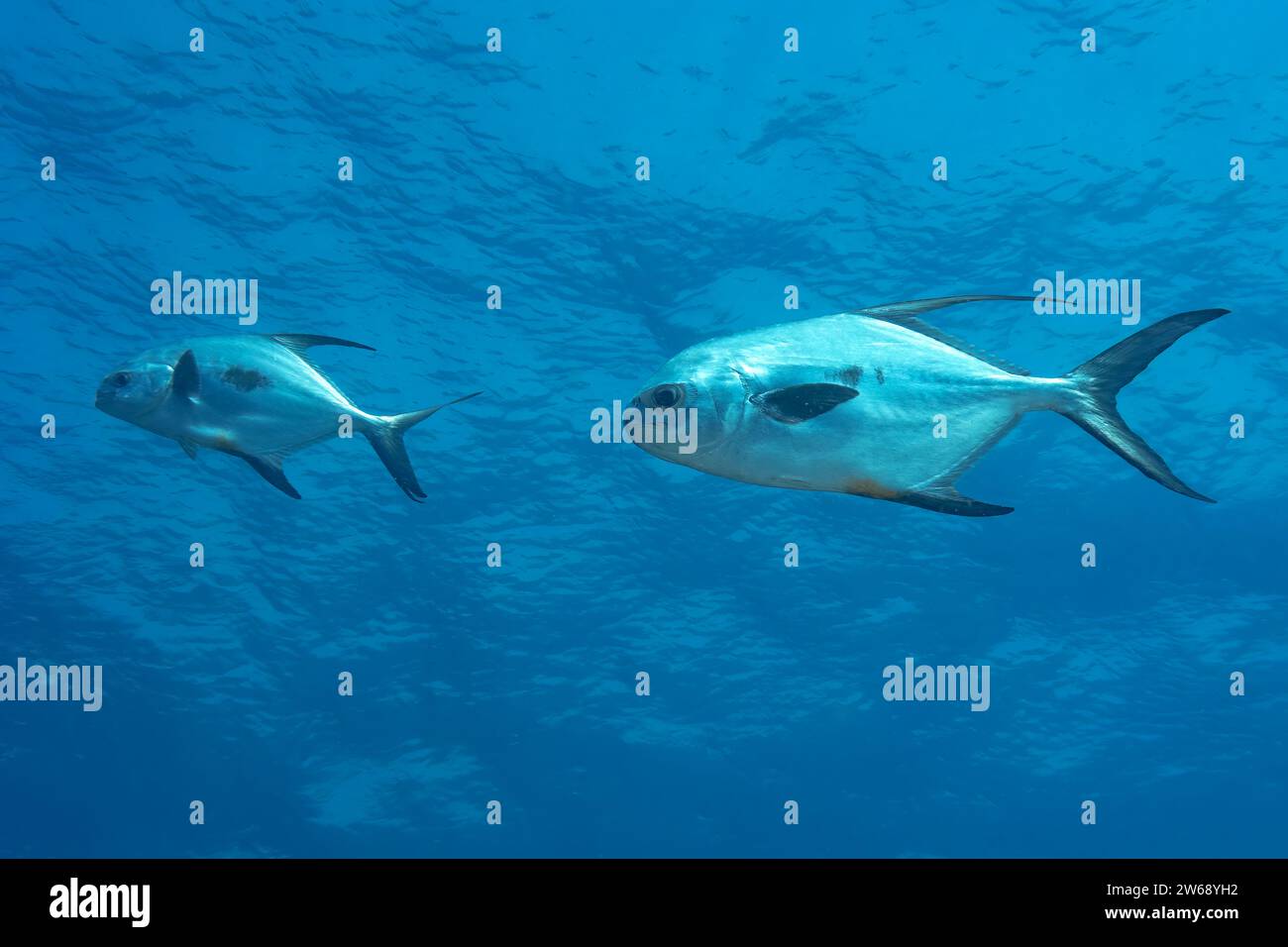 A pair of fish gliding gracefully through the tranquil blue waters of ...