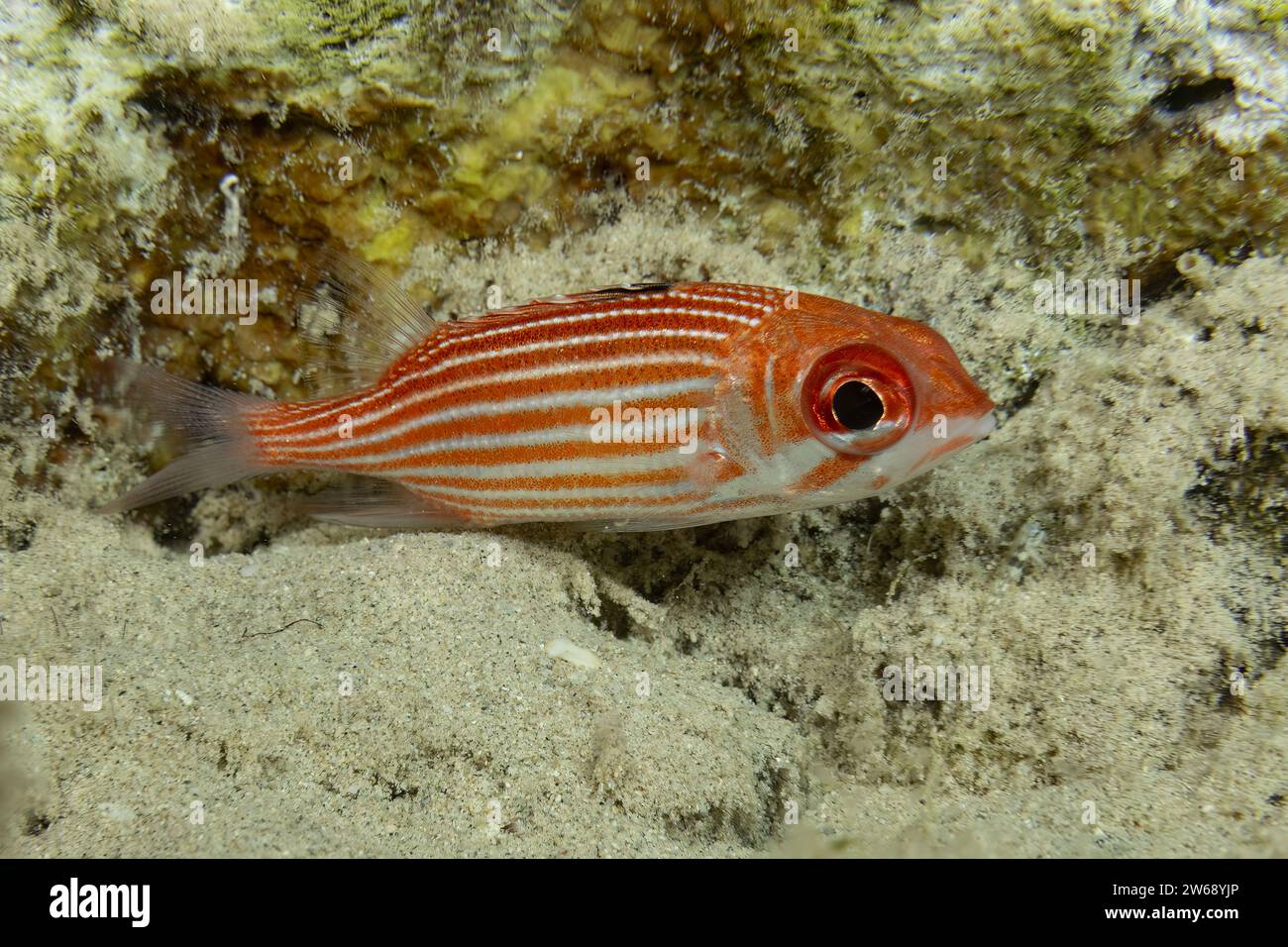 A small fish with distinctive red-orange stripes explores its ...