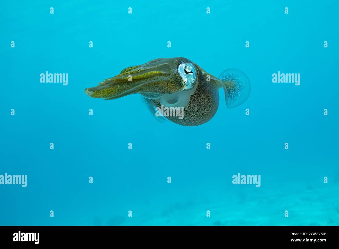 A beautiful cuttlefish glides through the serene waters, showcasing its ...