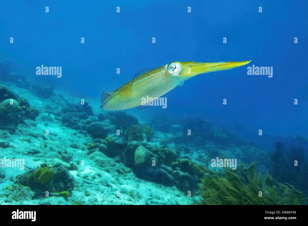 An elegant cuttlefish glides through the clear blue waters above a ...