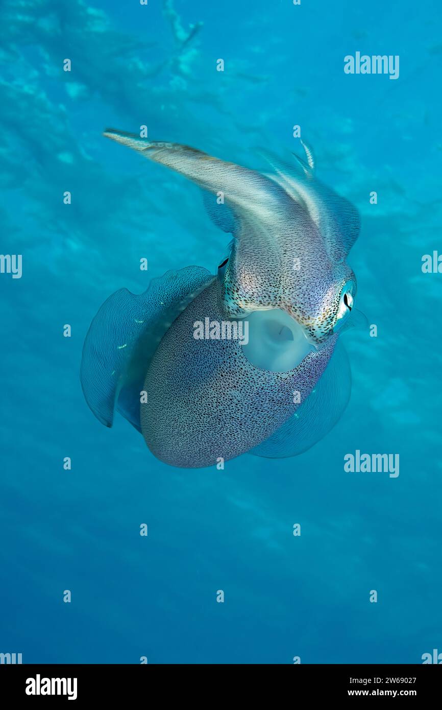 An elegant squid glides peacefully through the crystal-clear blue ...