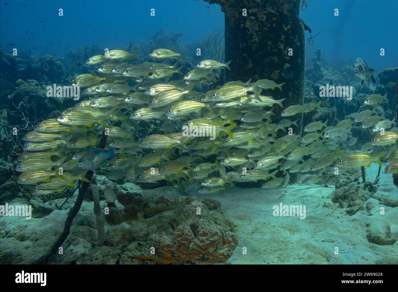 A tranquil underwater scene showcasing a school of fish elegantly ...