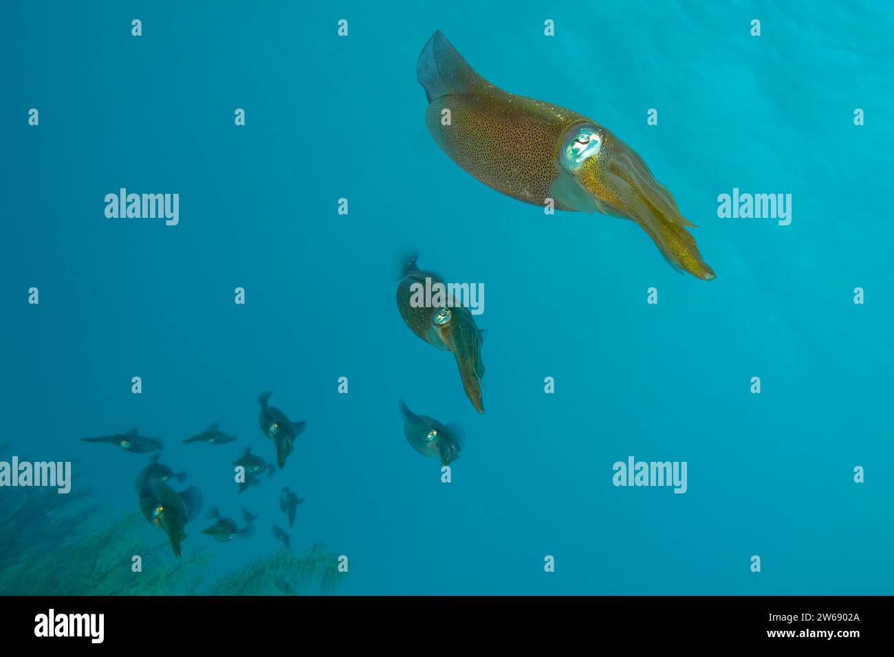 Group reef squid swimming hi-res stock photography and images - Alamy