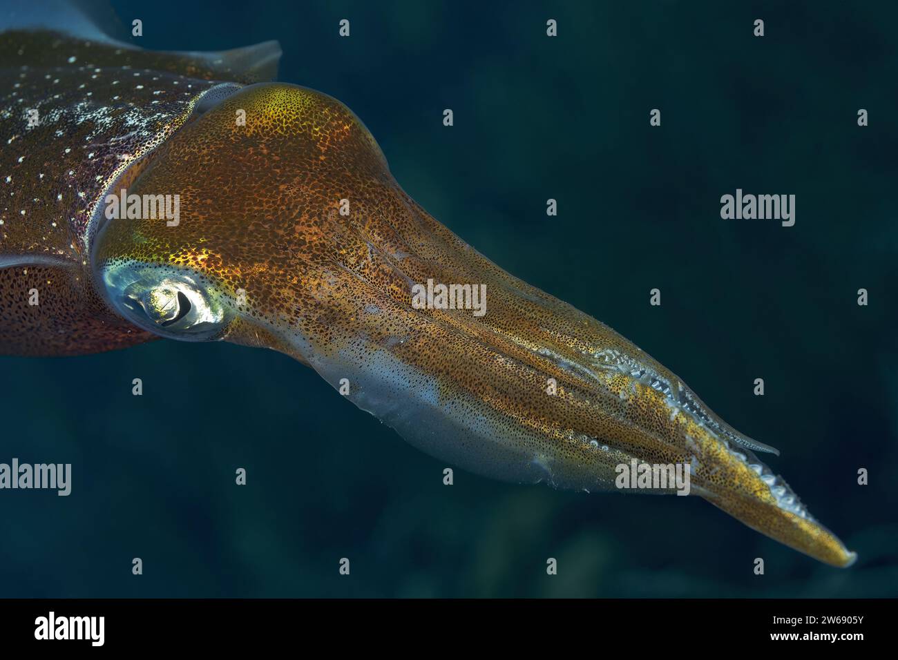 The image captures a detailed close-up of a squid moving gracefully ...