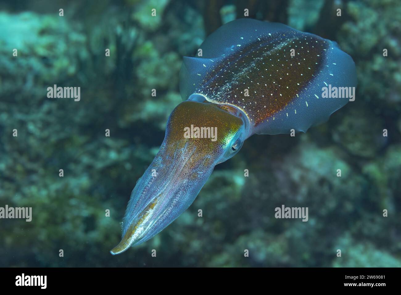 A vibrant blue and orange squid floats gracefully among the subtle hues ...