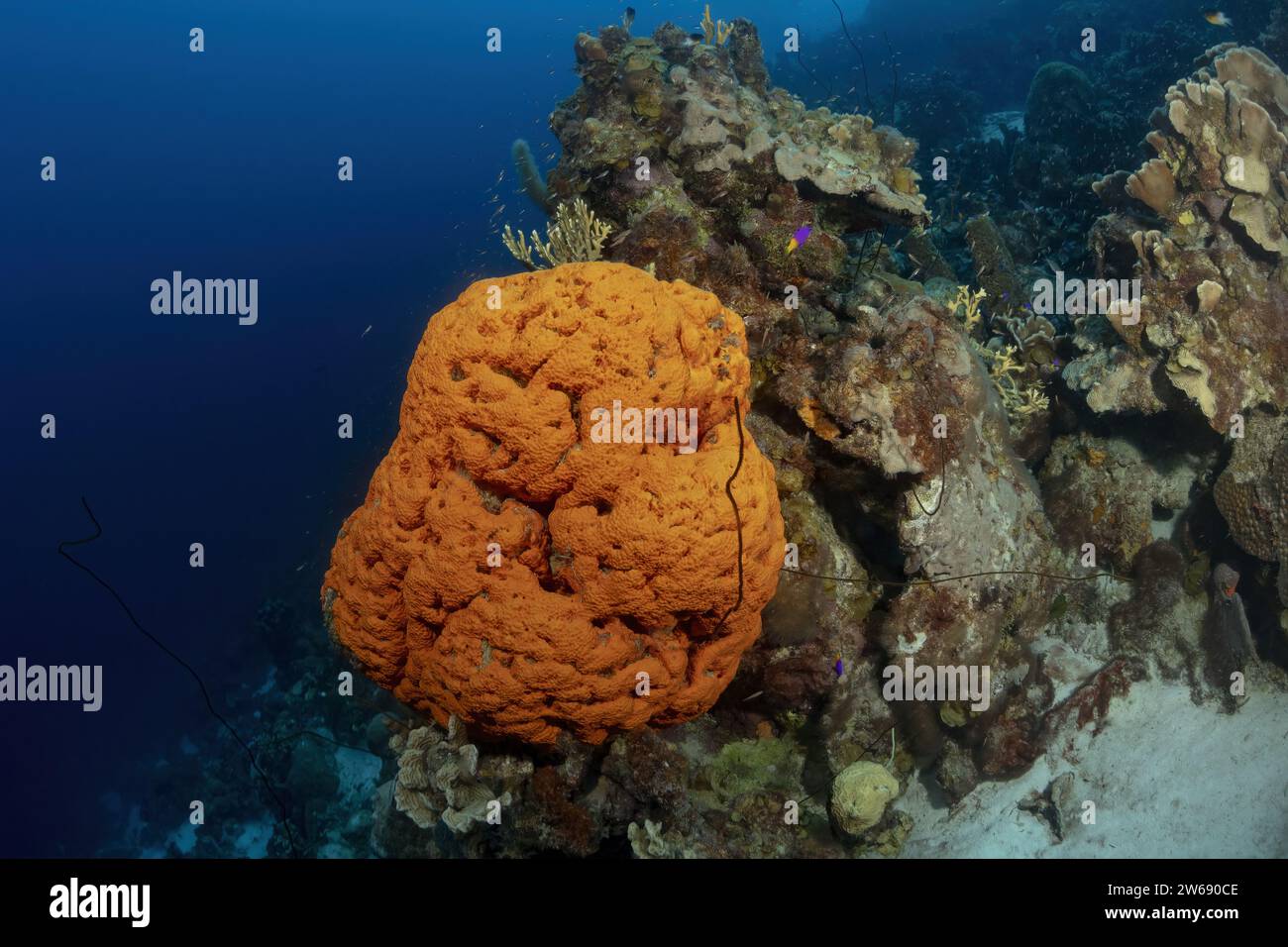 Vibrant orange sponge on a coral reef teeming with marine life in clear ...