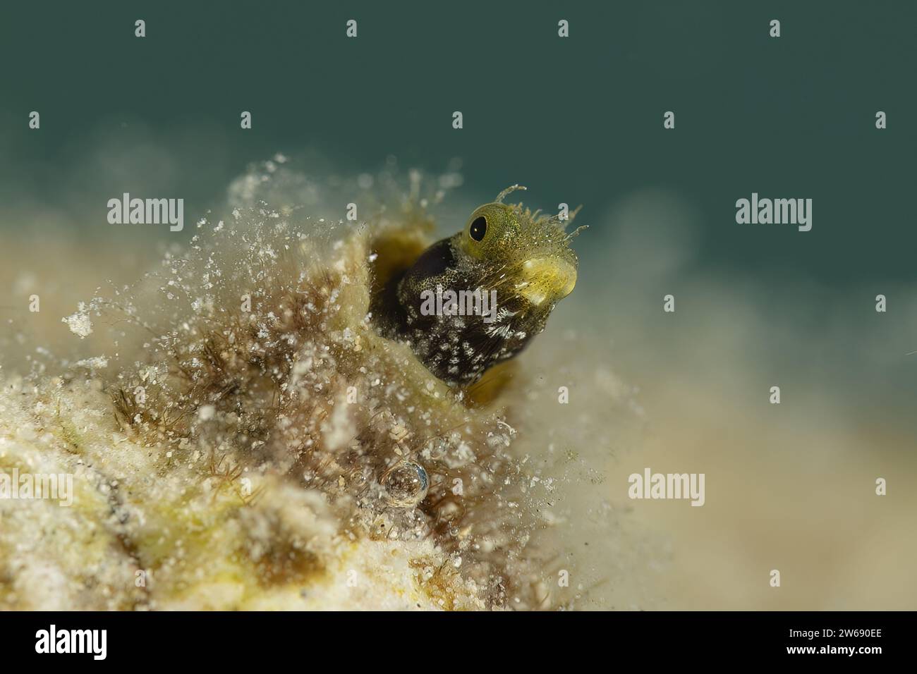 A tiny blenny fish emerges from a coral reef, showcasing its natural ...