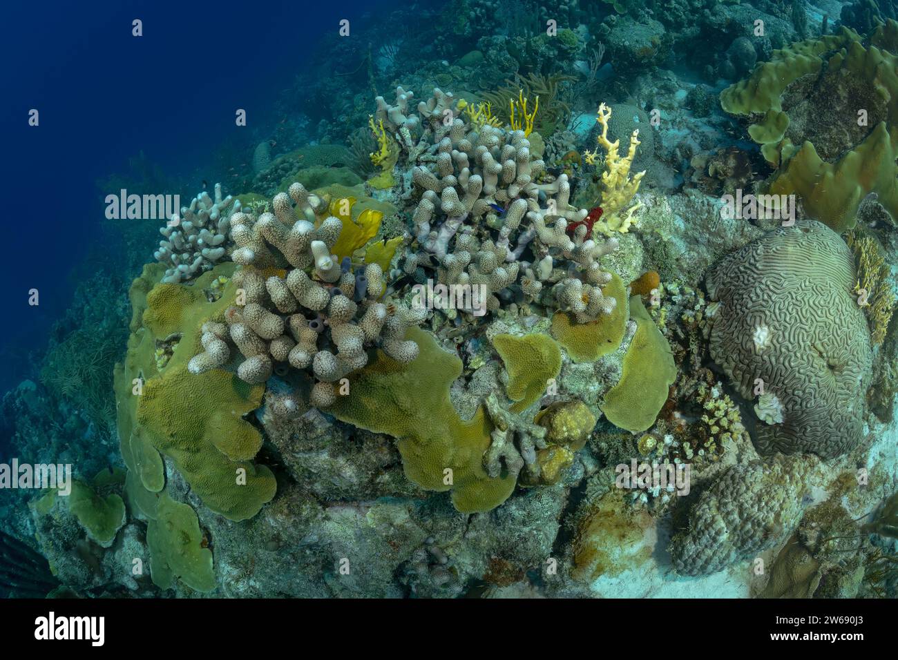 A colorful coral reef thrives with various forms of marine life ...
