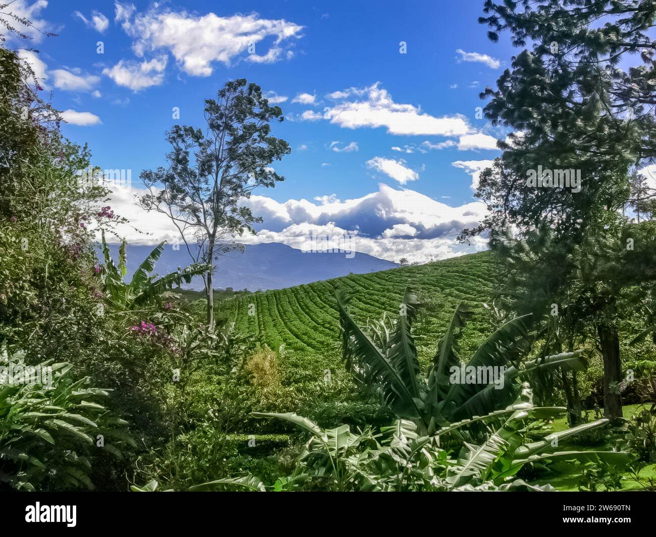 Coffee Plantation view through lush landscape, San Pedro, Costa Rica ...