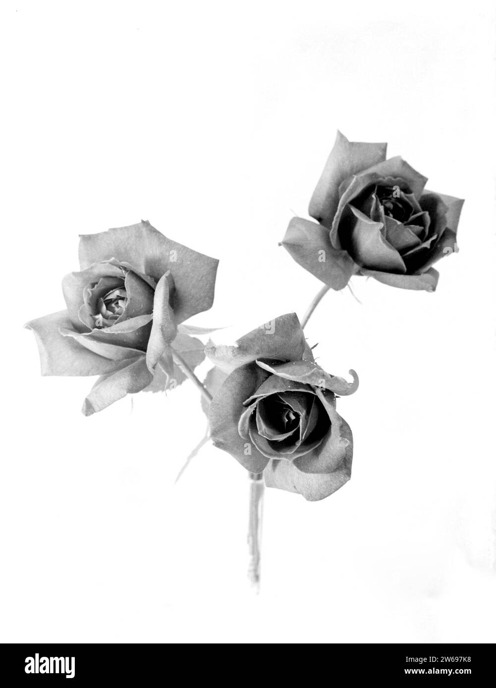 Three roses hi-res stock photography and images - Alamy