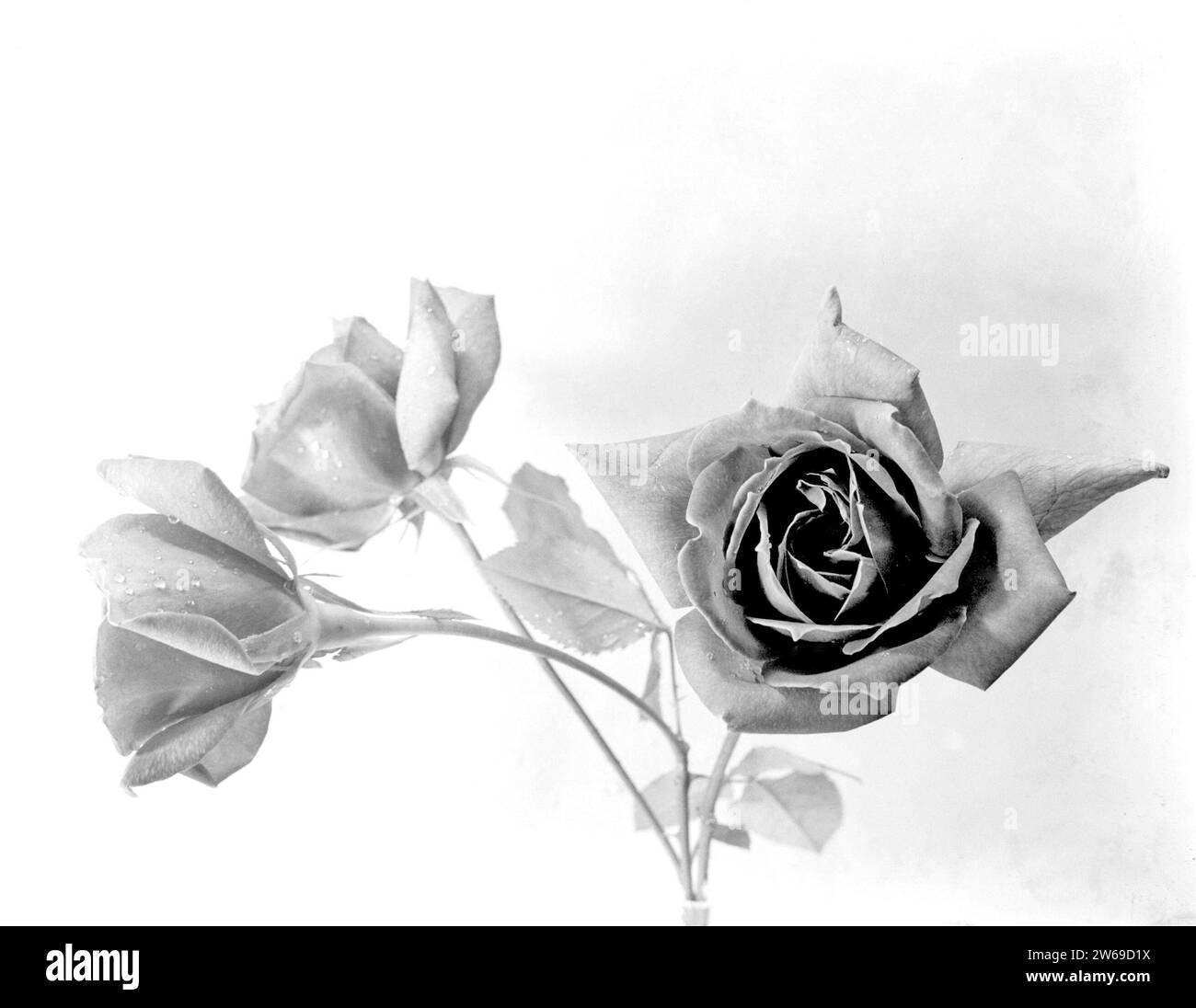 Photo real roses hi-res stock photography and images - Alamy