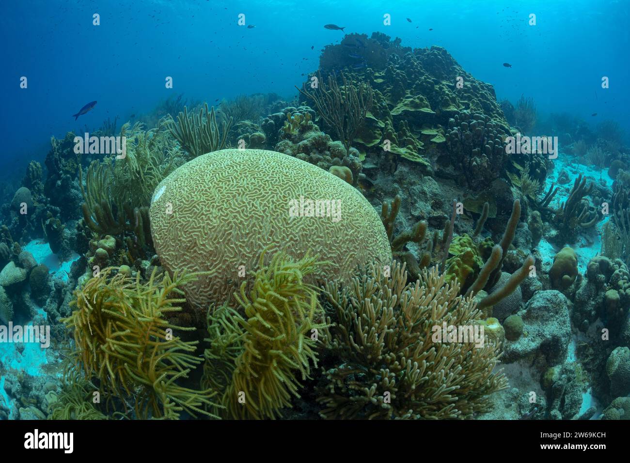 A vibrant underwater scene showcasing a coral reef teeming with ...