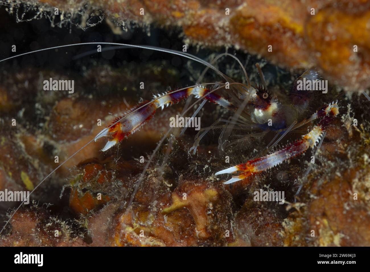 A vibrant shrimp blends with the complex environment of a coral reef ...