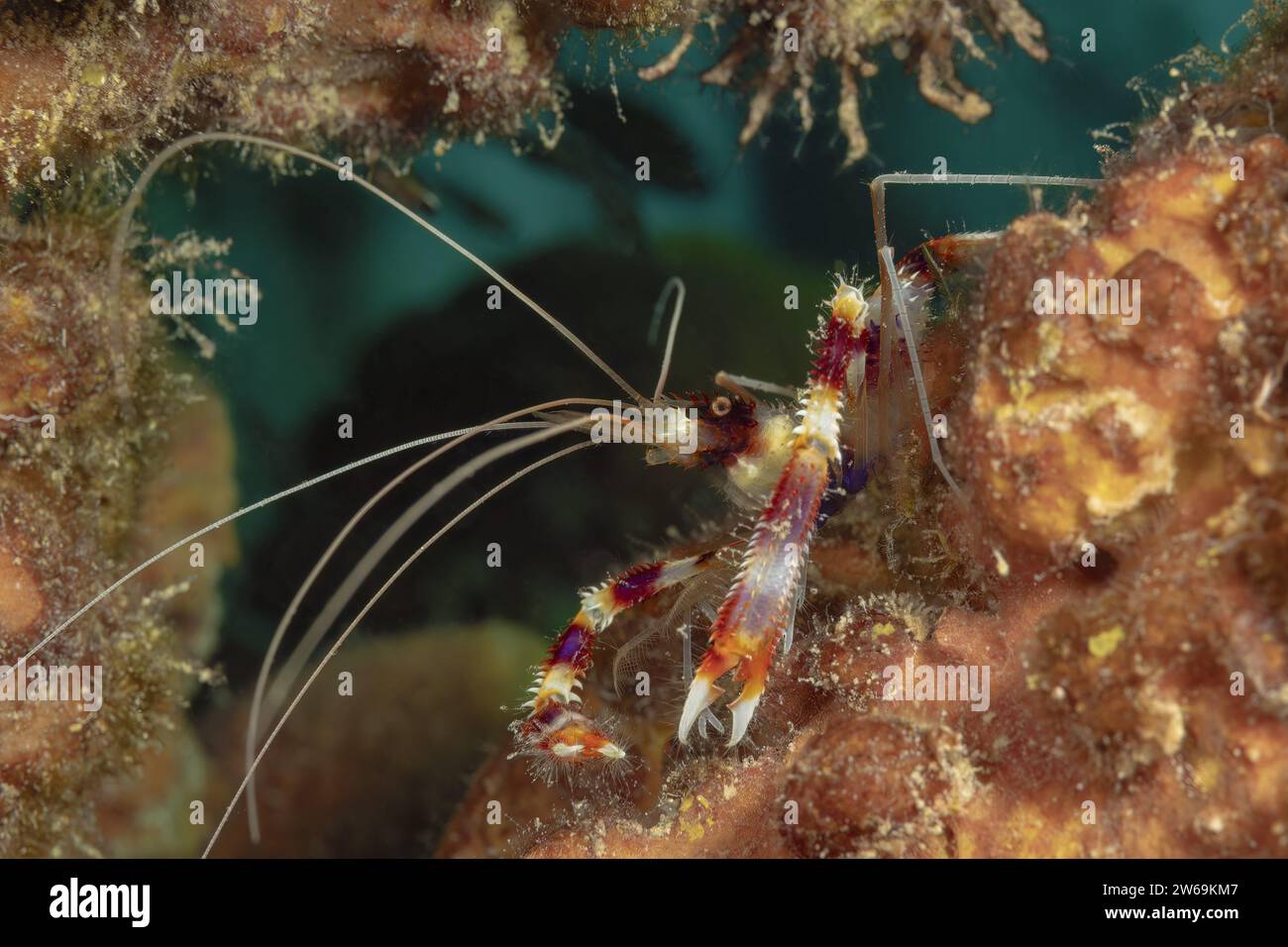 A vibrant banded cleaner shrimp perches among coral, showcasing its ...