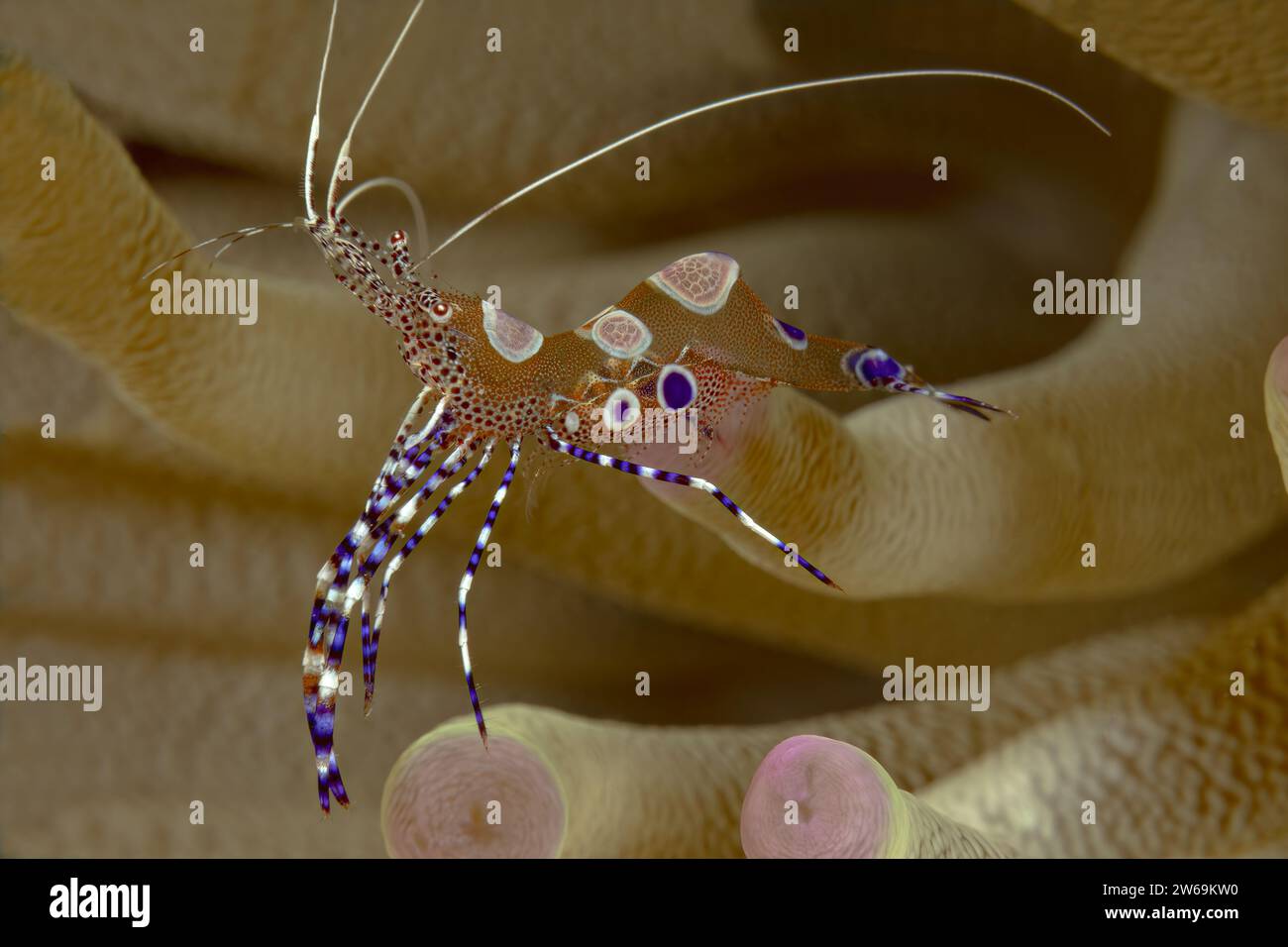 A detailed close-up of a colorful shrimp perched on coral, showcasing ...