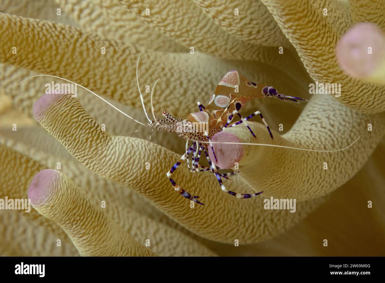 Close-up of a colorful anemone shrimp nestled in the folds of sea coral ...
