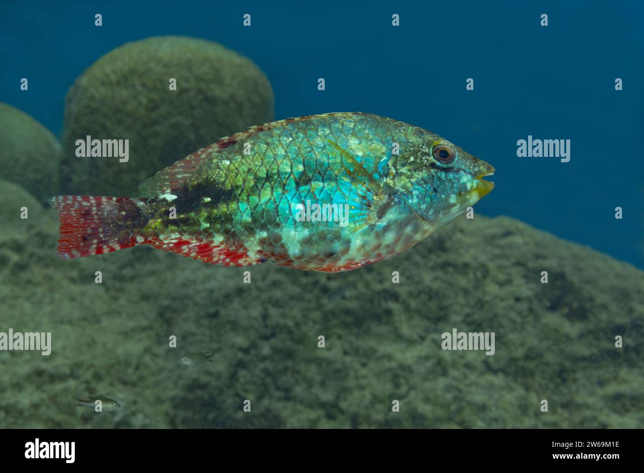 A vibrant parrotfish glides past a coral formation in the clear blue ...