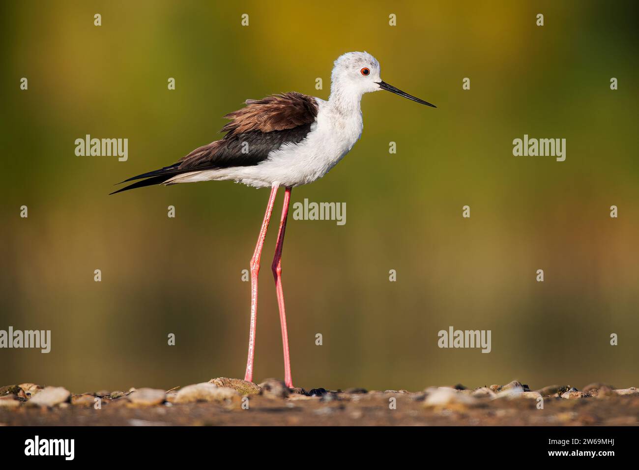 A black-winged stilt stands gracefully in the serene wetlands of Ciudad ...