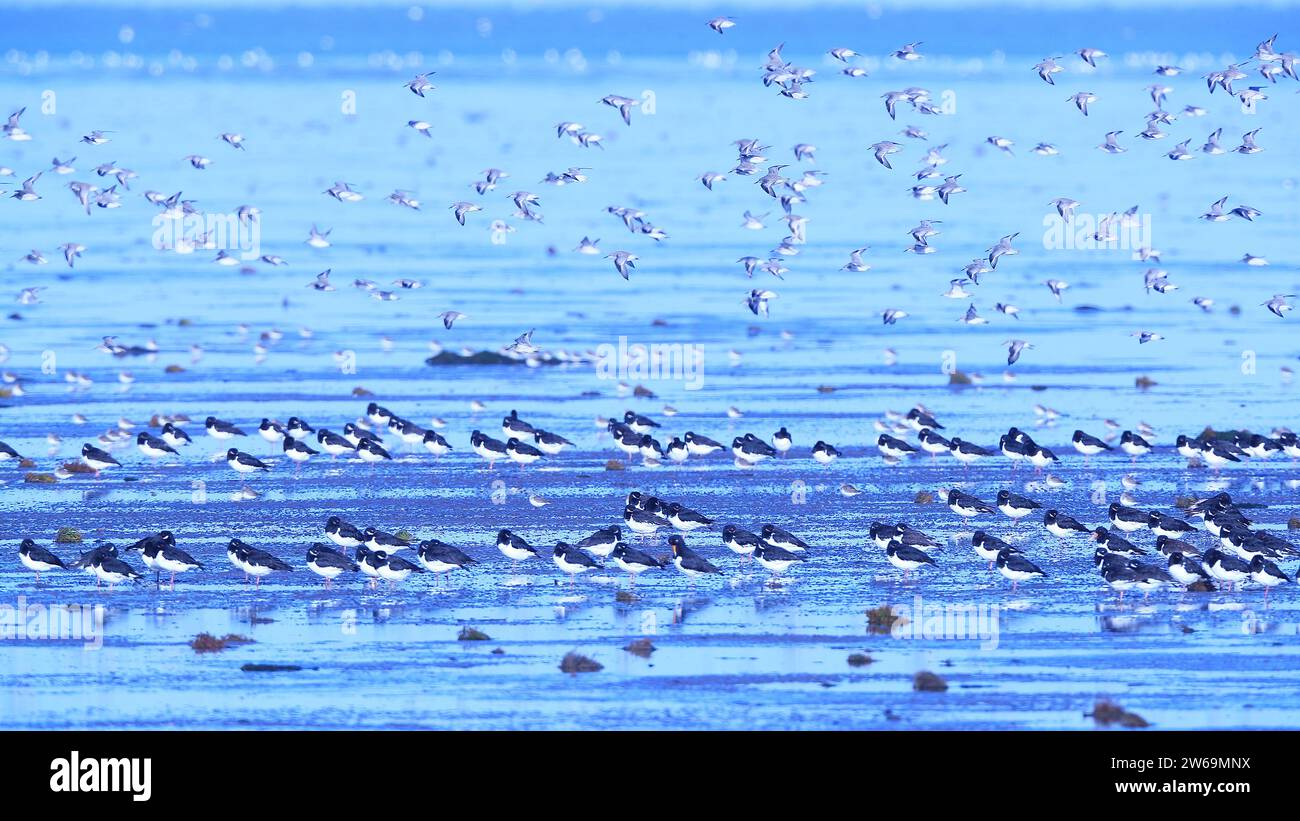 Migratory birds gather and take flight over a serene coastal wetland ...