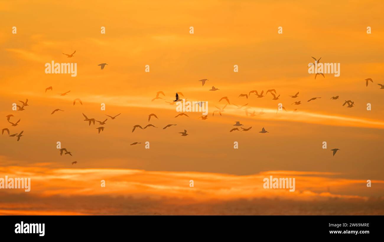 A serene scene captures a flock of birds in flight against a vibrant ...
