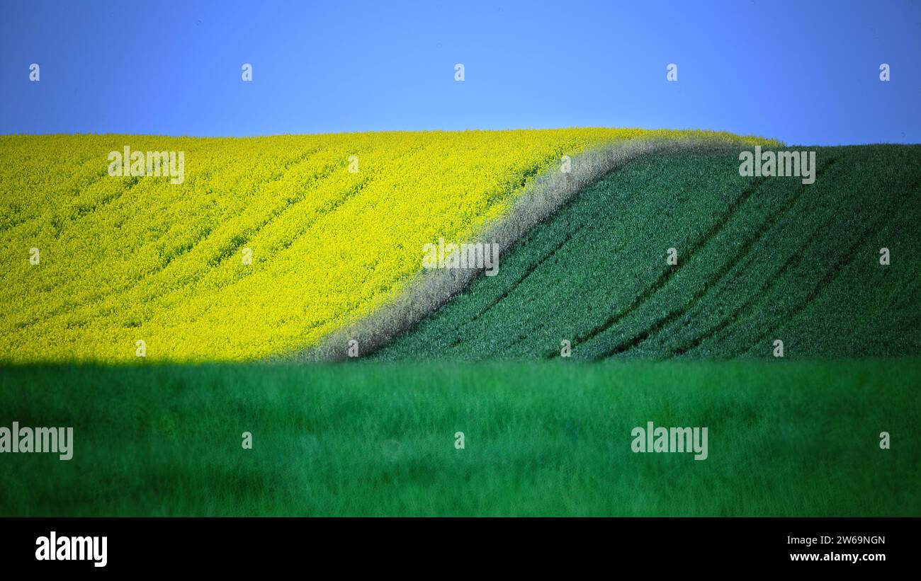 Dynamic contrast of vivid yellow rapeseed fields against rich green ...