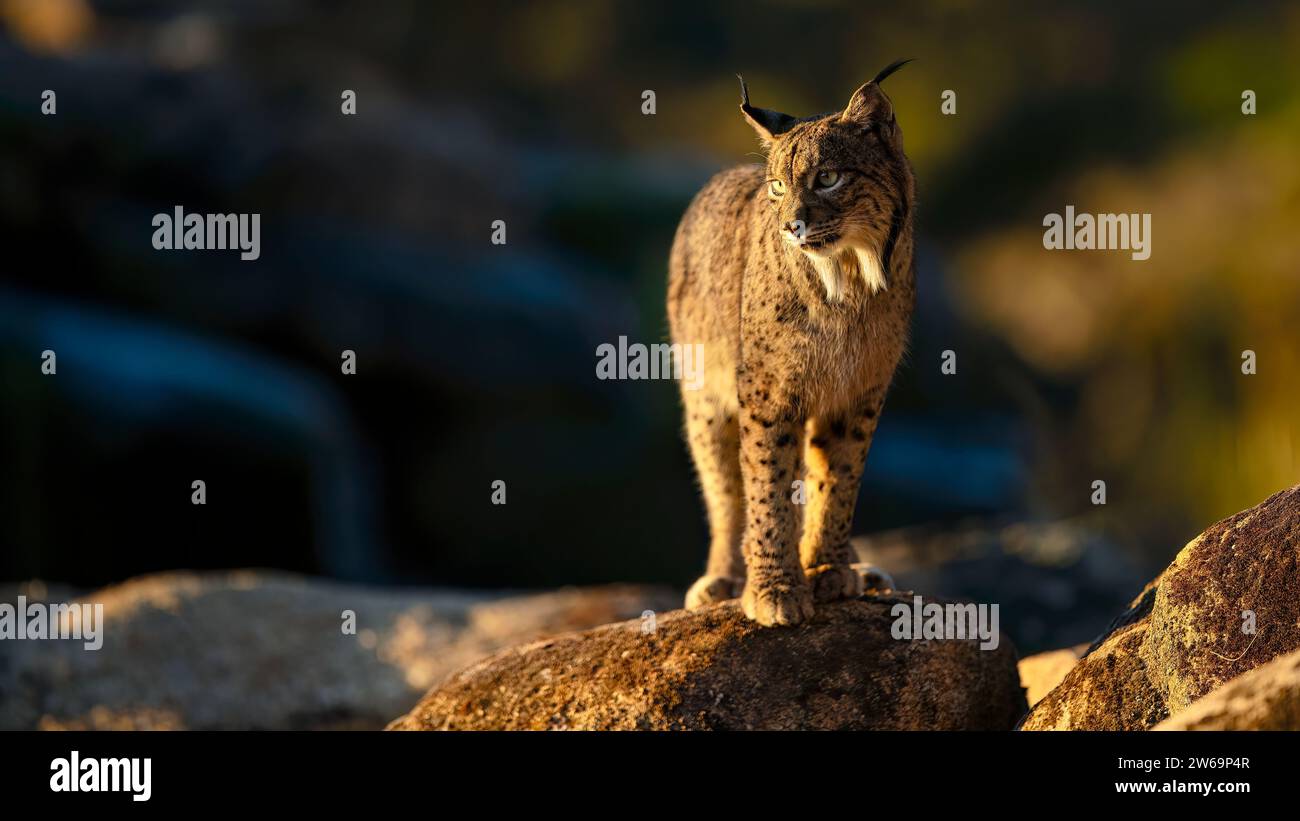 Iberian lynx stands on a boulder during golden hour, with a soft ...