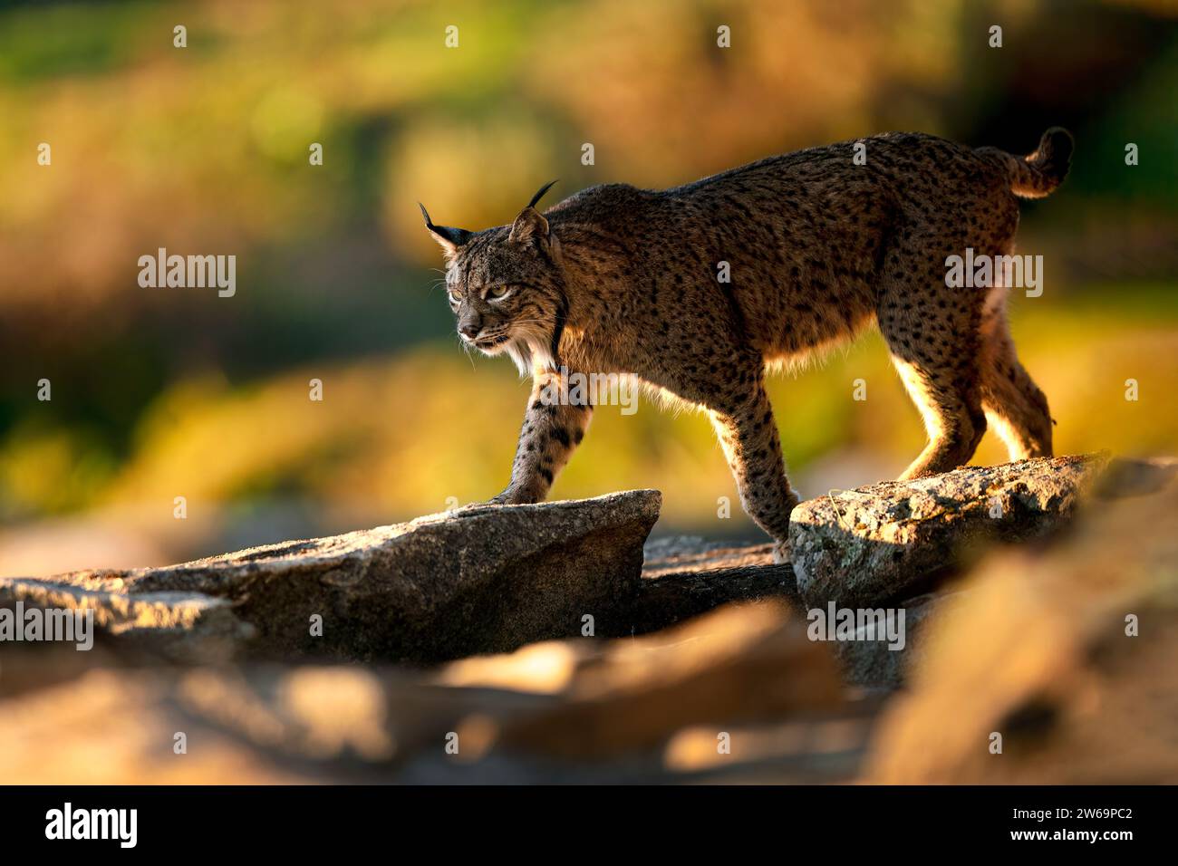 Side view of Iberian lynx prowling on rocky terrain in warm sunset ...