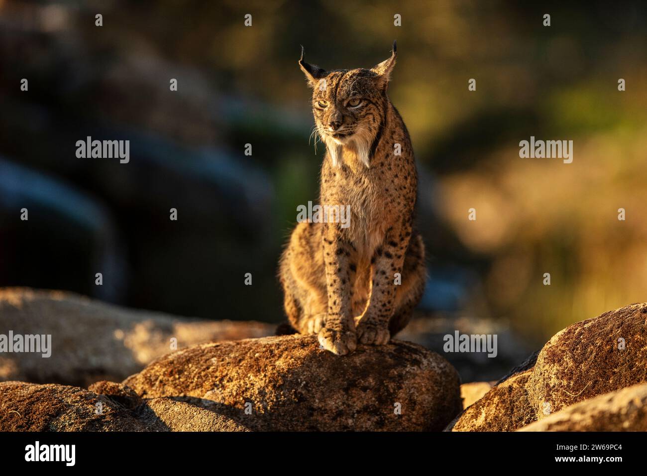 Iberian lynx sitting atop a sunlit rock with a blurred natural ...