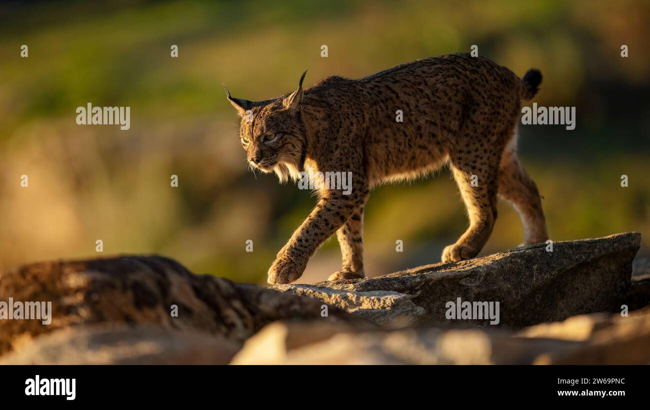 Side view of Iberian lynx prowling on rocky terrain in warm sunset ...