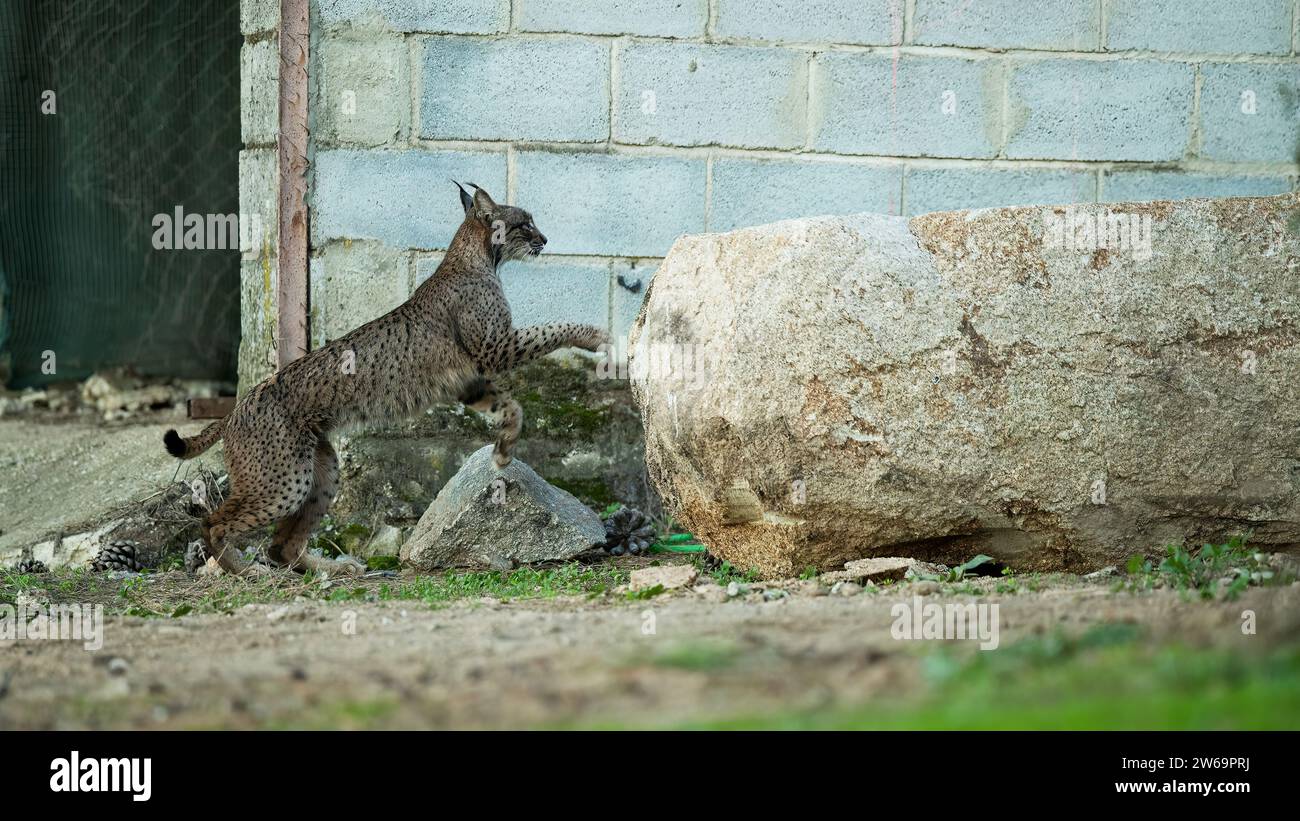 A European lynx in mid-leap next to a large stone in a rabbit farm ...