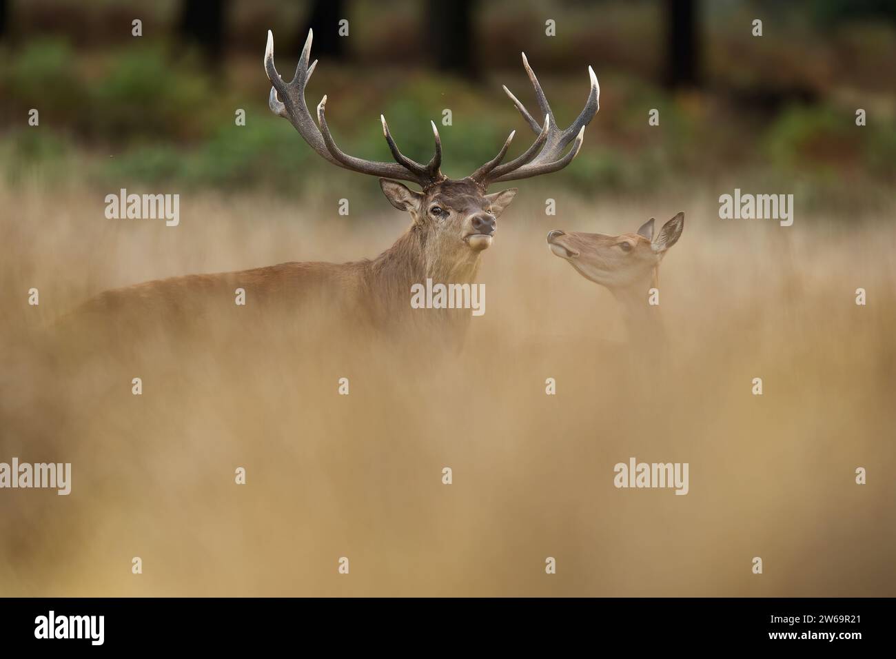 An intimate moment unfolds as a red deer stag and doe stand close ...