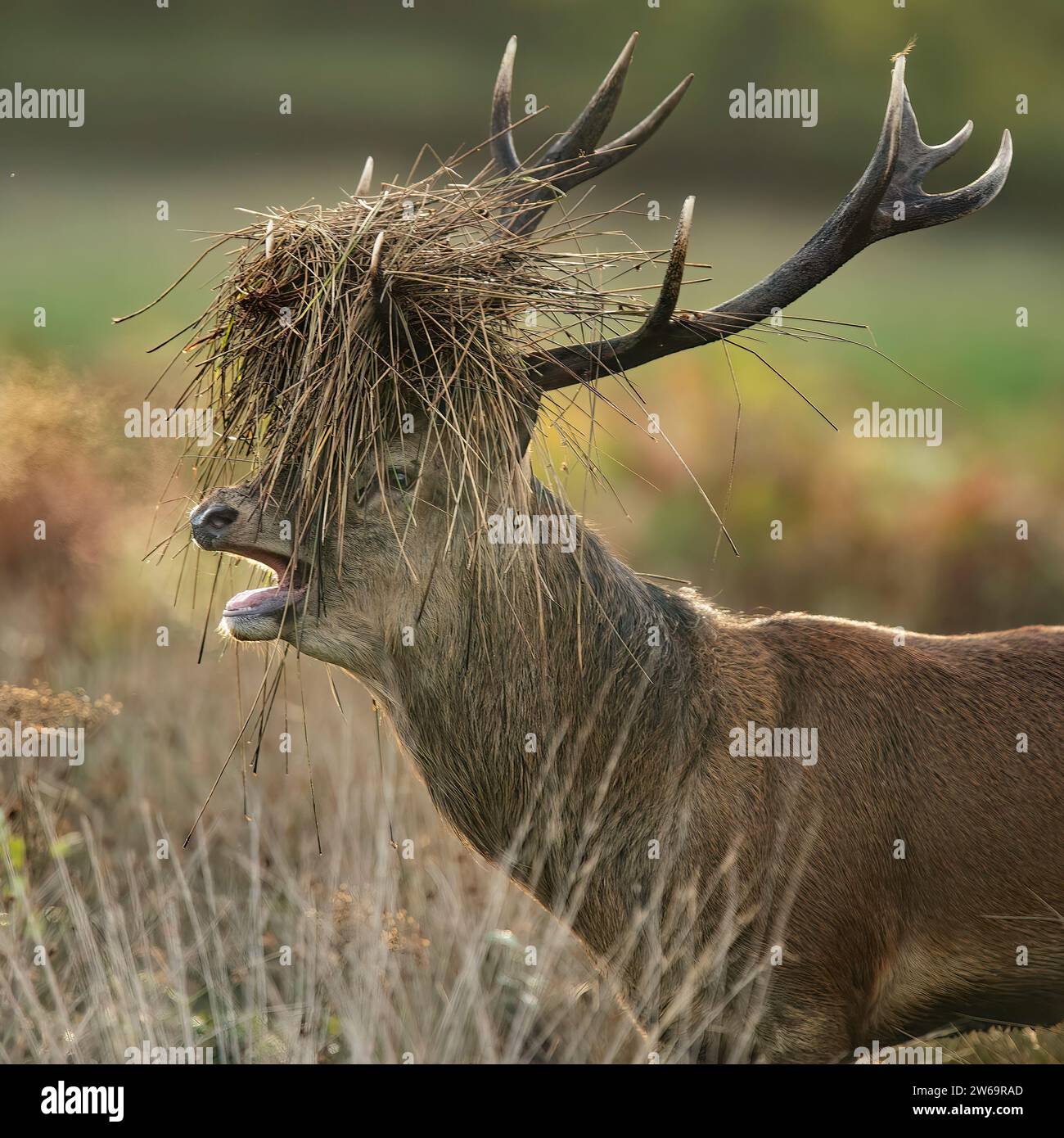 Side view of a red deer stag standing against field in United Kingdom ...