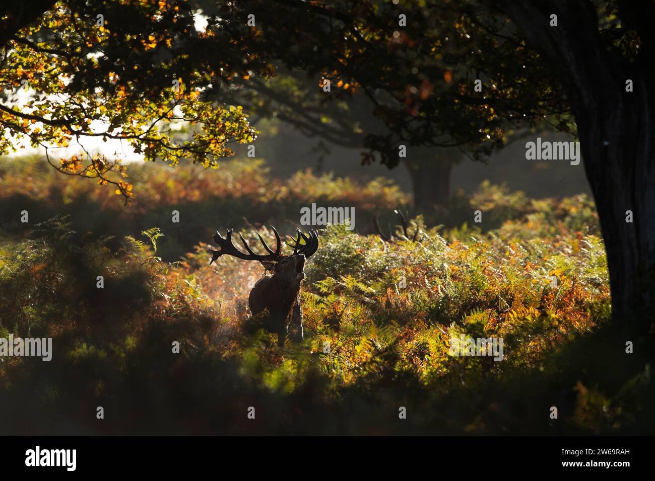 Majestic Red deer stag bellowing under a tree in daylight in the United ...