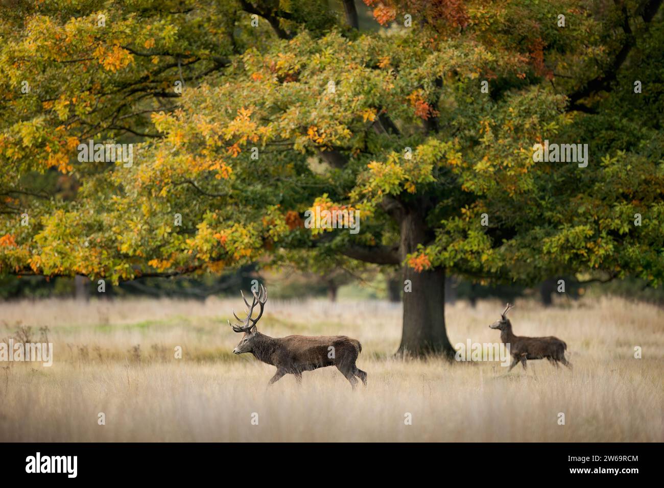 Side view of red deer stag and doe move gracefully across a meadow in ...