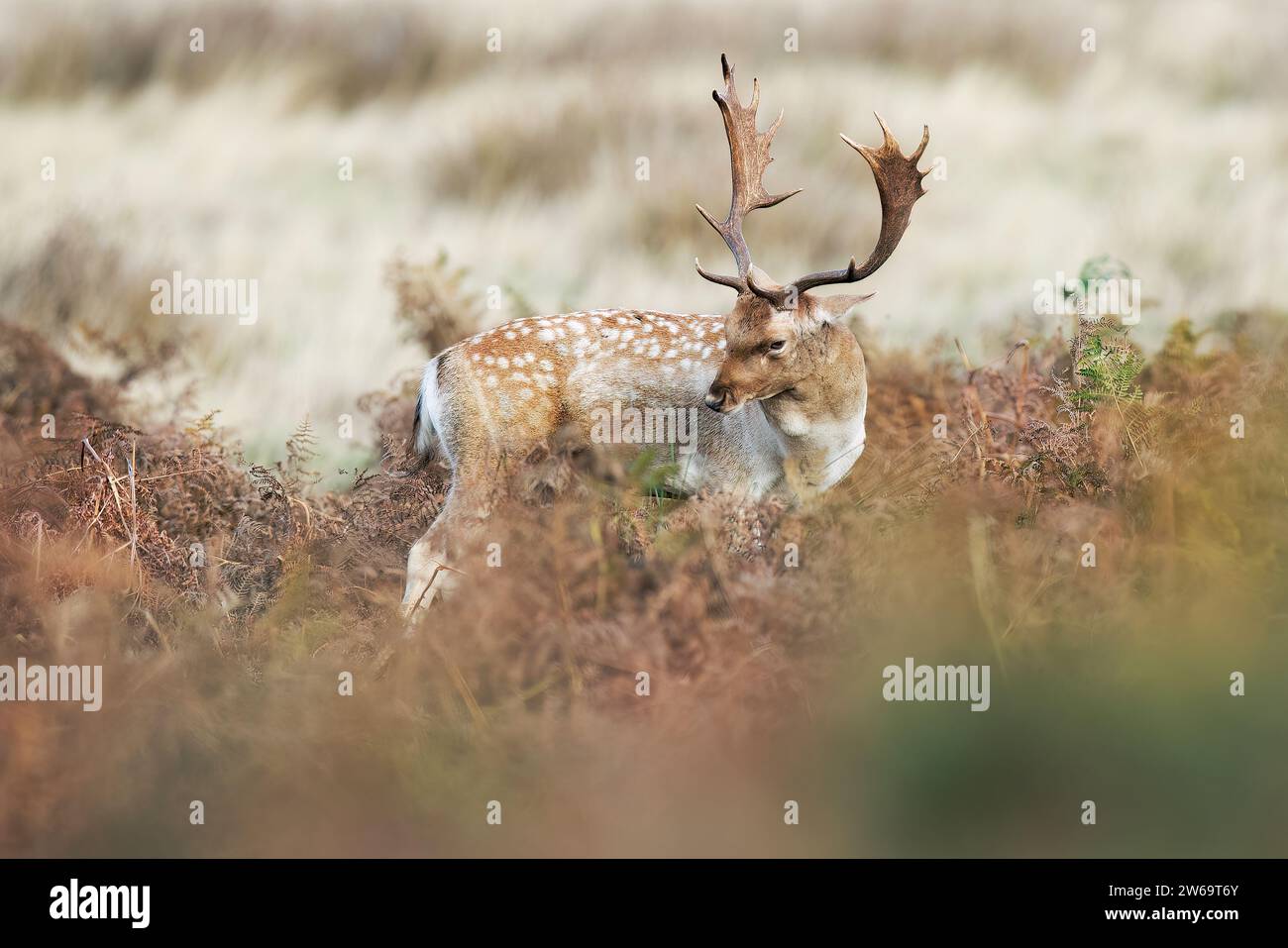 High angle of A fallow deer stag, distinguished by its spotted coat and ...