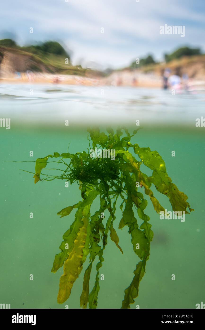 Close-up of seaweed floating underwater at the ocean's surface in ...