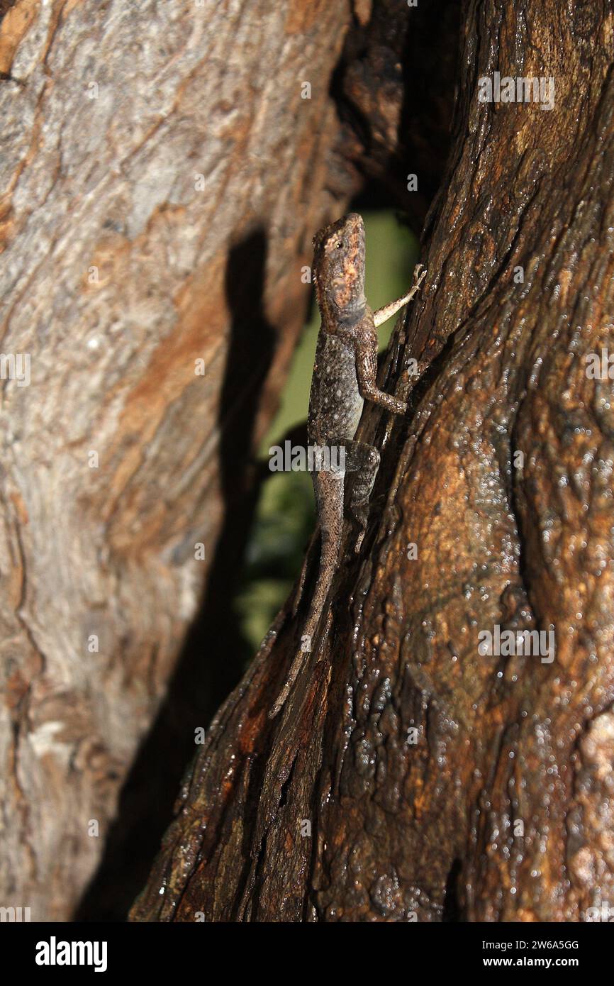 Close-up of a Lizard crawling up a tree, Bheemeshwari, Karnataka state ...