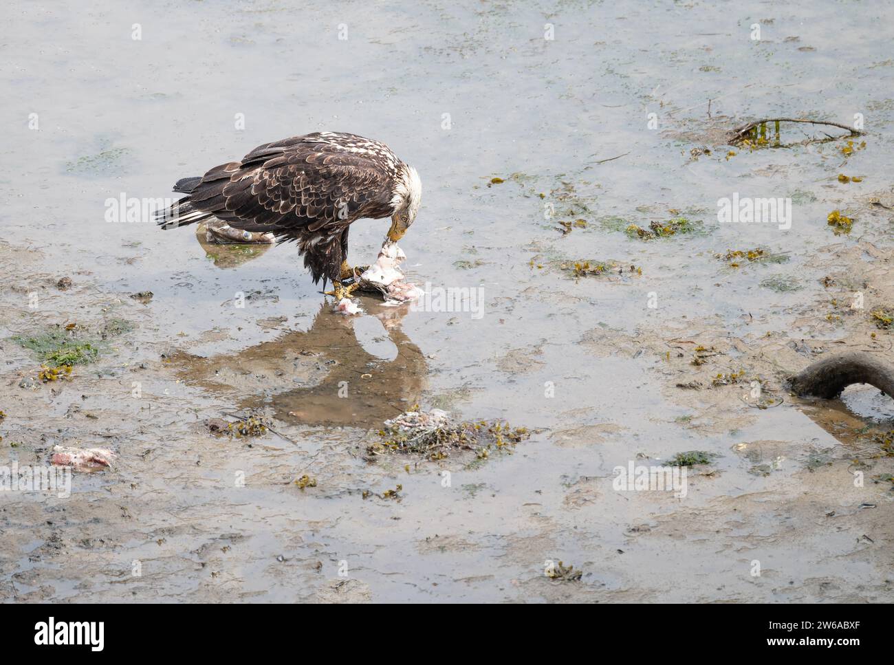 Bald Eagle eating discarded fish processing waste in Seldovia, Alaska ...