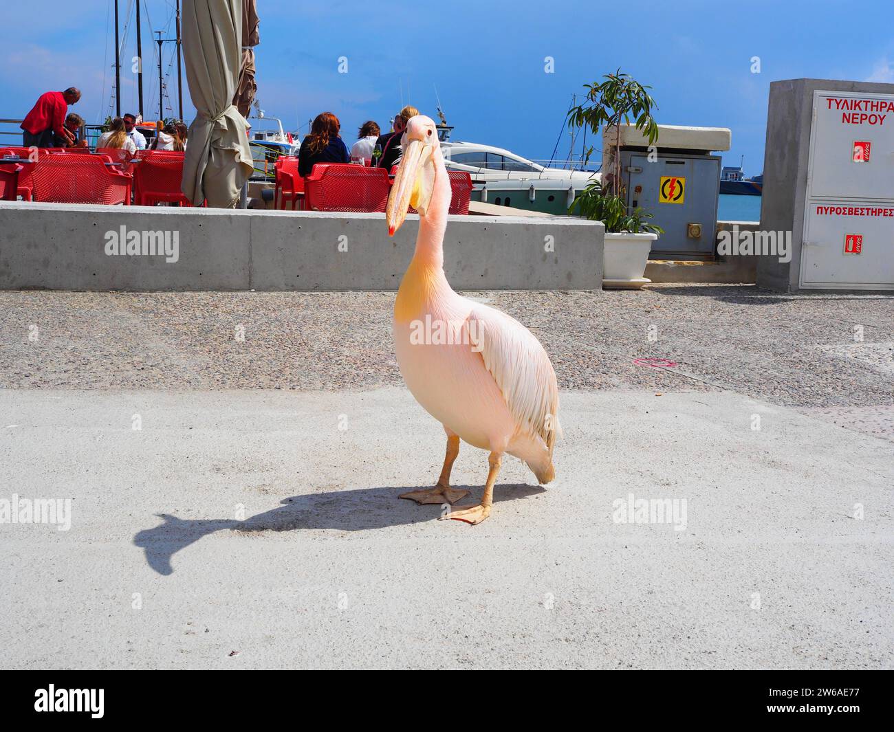 Pelican paphos cyprus hi-res stock photography and images - Alamy
