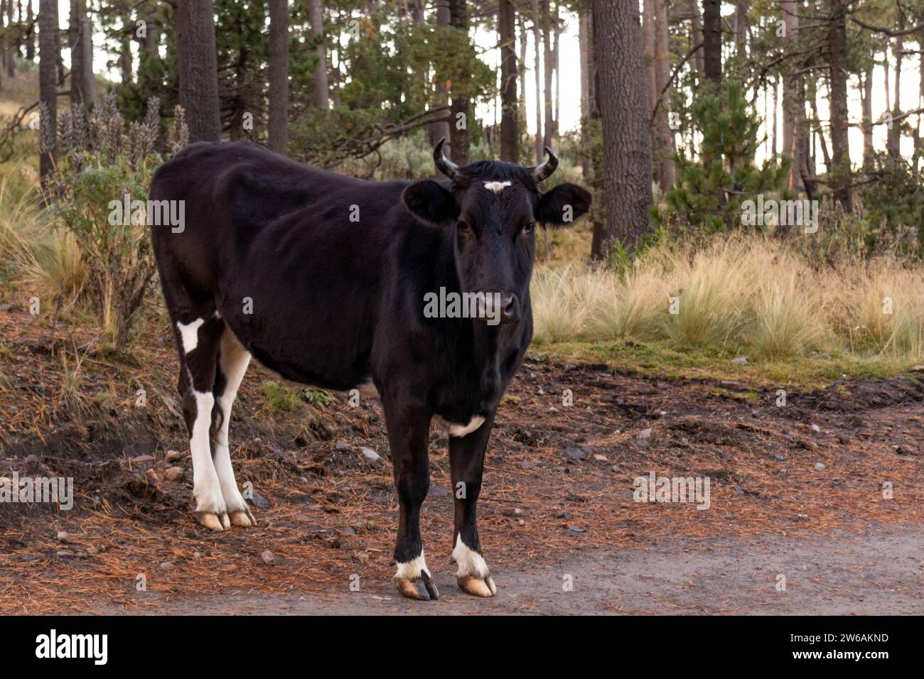 Black cow with white spots hi-res stock photography and images - Alamy