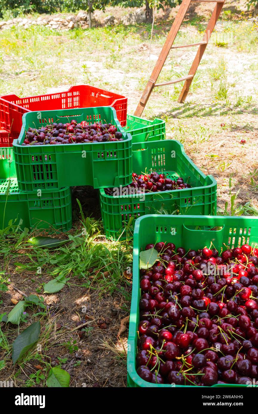 High angle of green crates full of fresh harvested red cherries near ...
