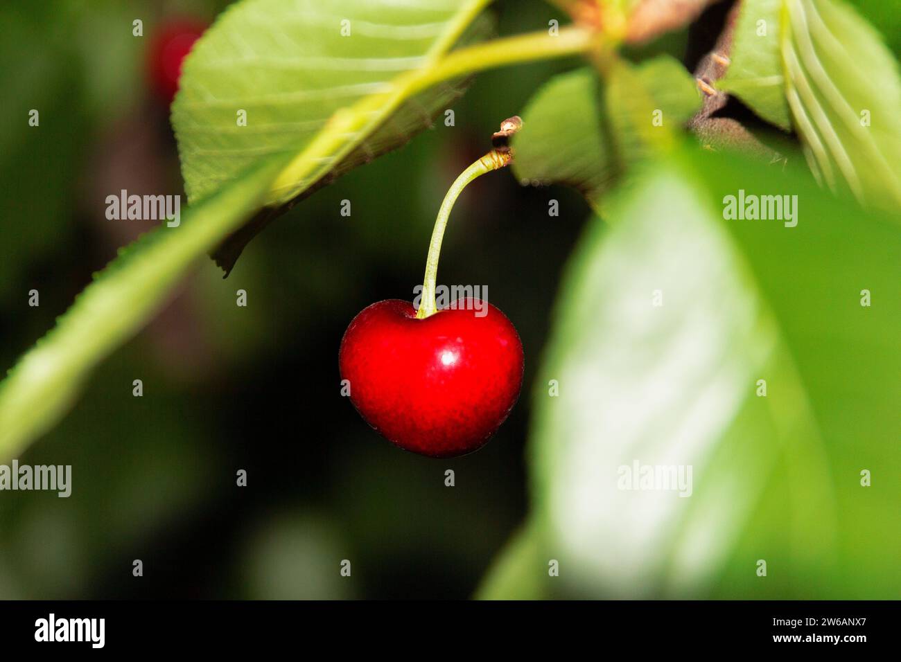 Closeup of red cherry hanging with green leaves on twig at organic ...