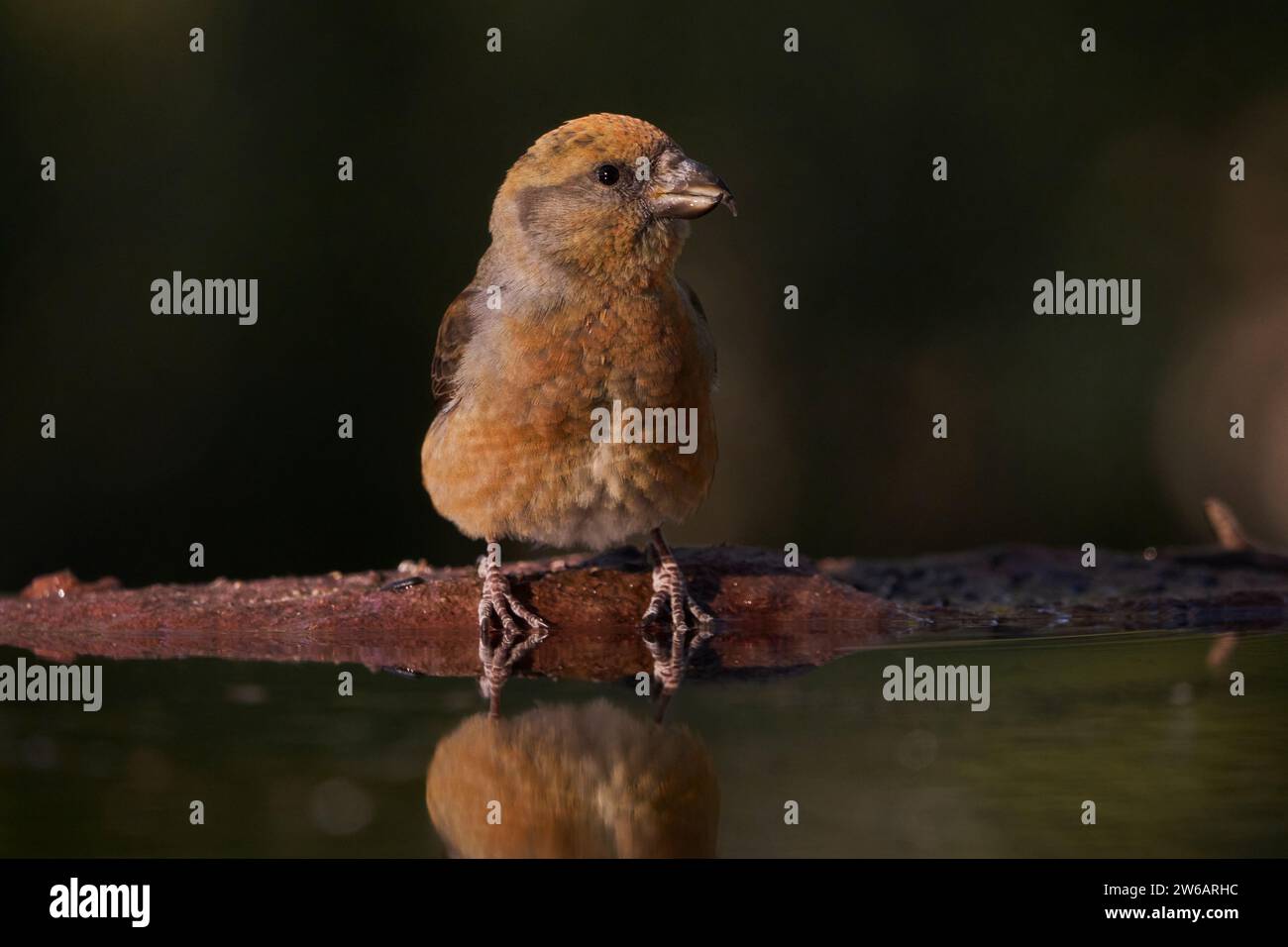 A tranquil scene captures a solitary bird beside water, its reflection ...