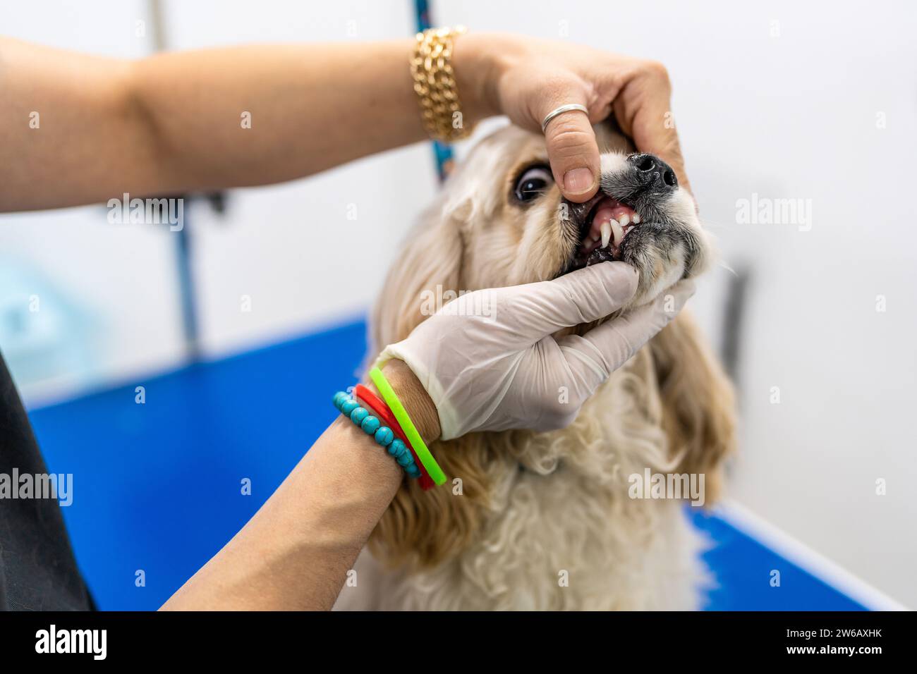 Crop anonymous female groomer checking American cocker spaniel teeth in ...