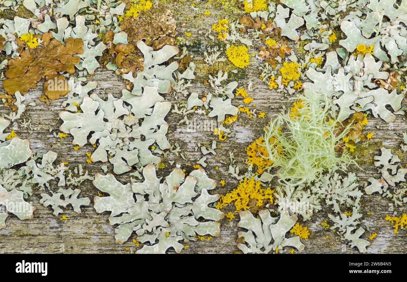 An array of vibrant lichen growth spreads across a textured, weathered ...