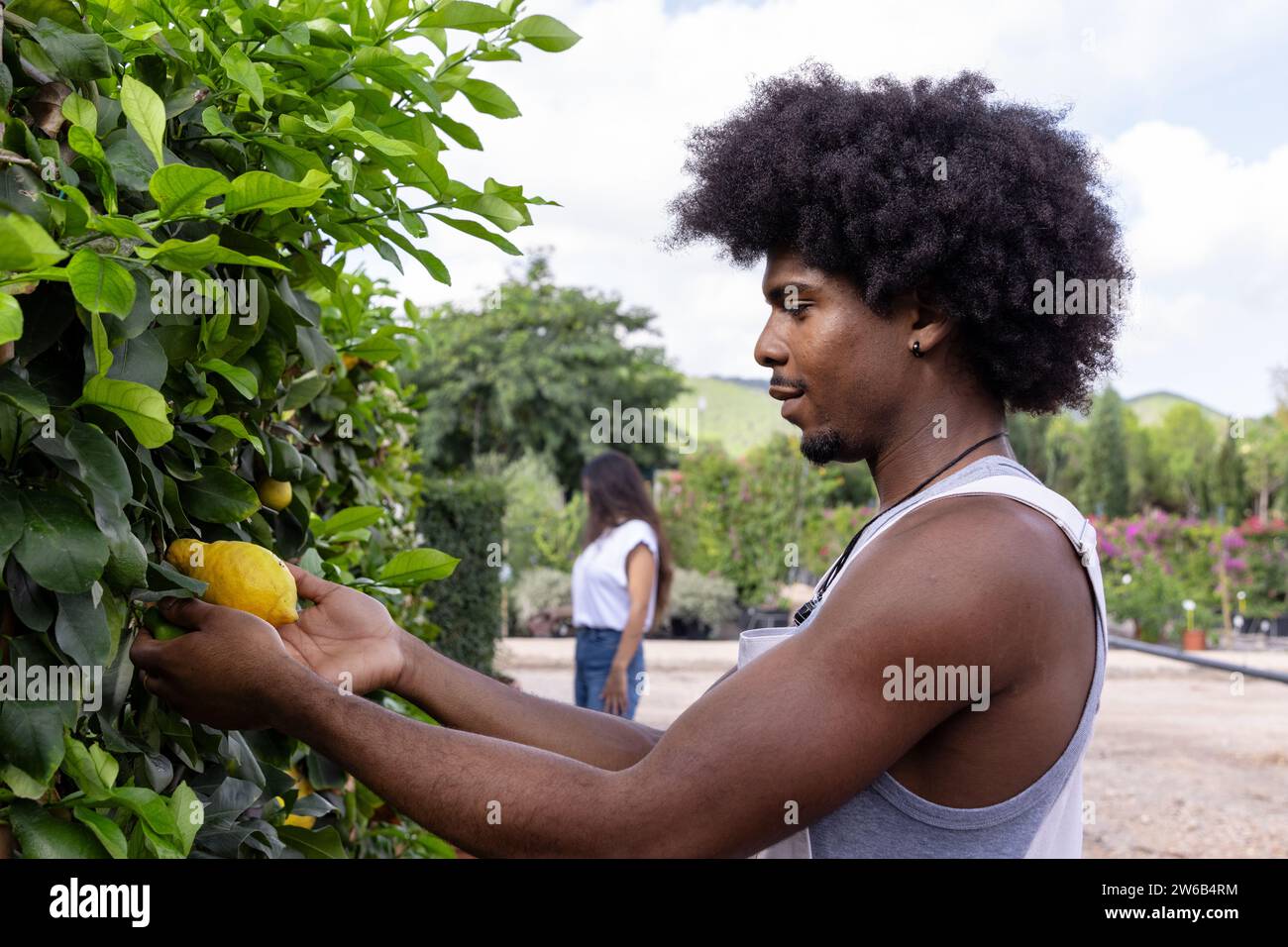 Side view of focused male farmer with Afro hairstyle inspecting lemon ...
