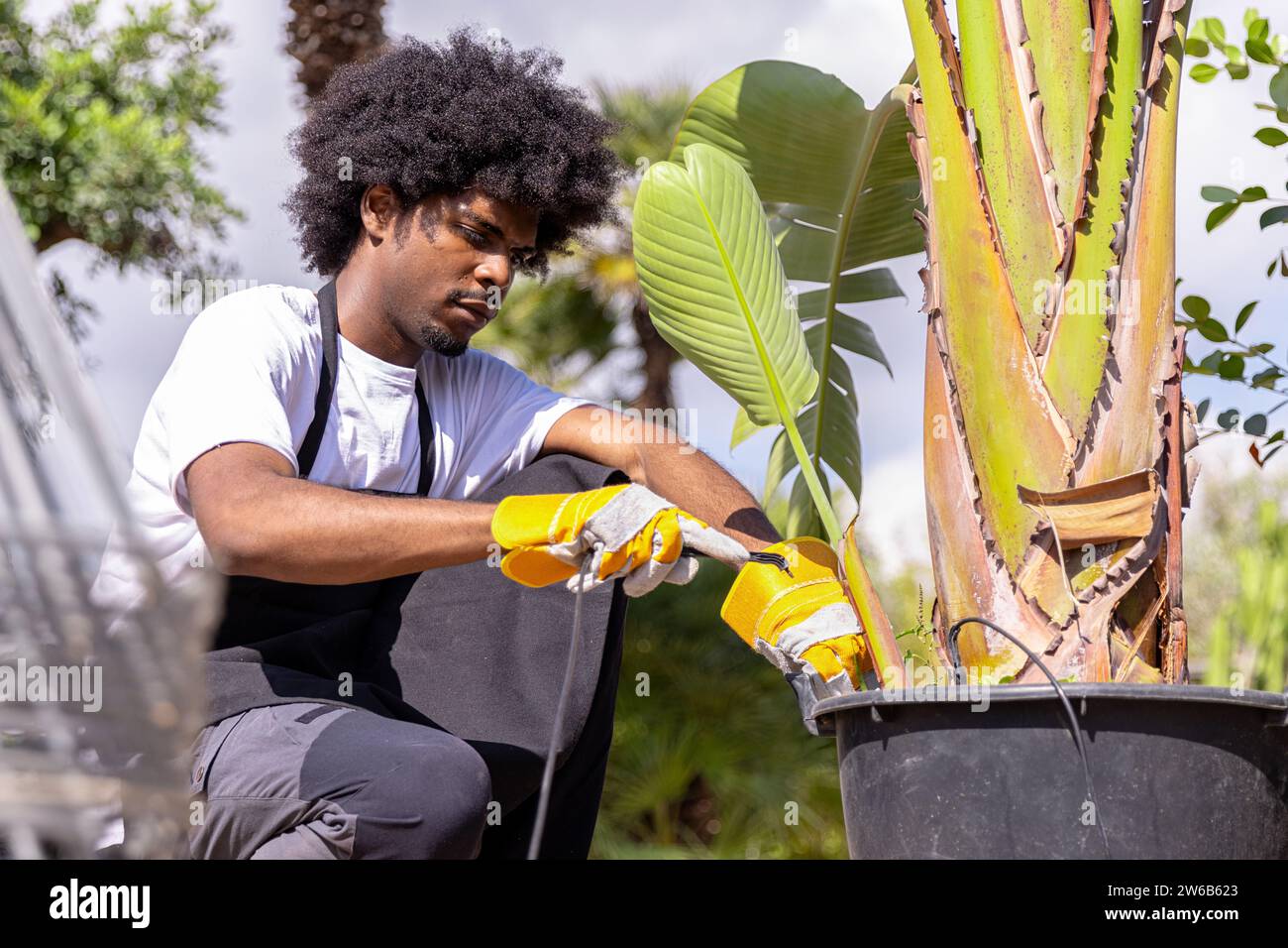 Botanical concentrate hi-res stock photography and images - Alamy