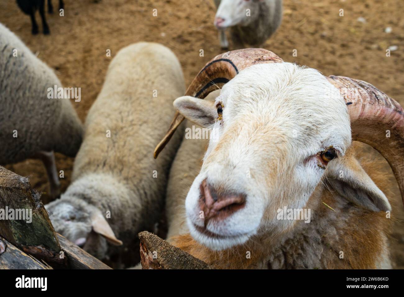 Ram sheep look out over the fence Stock Photo - Alamy