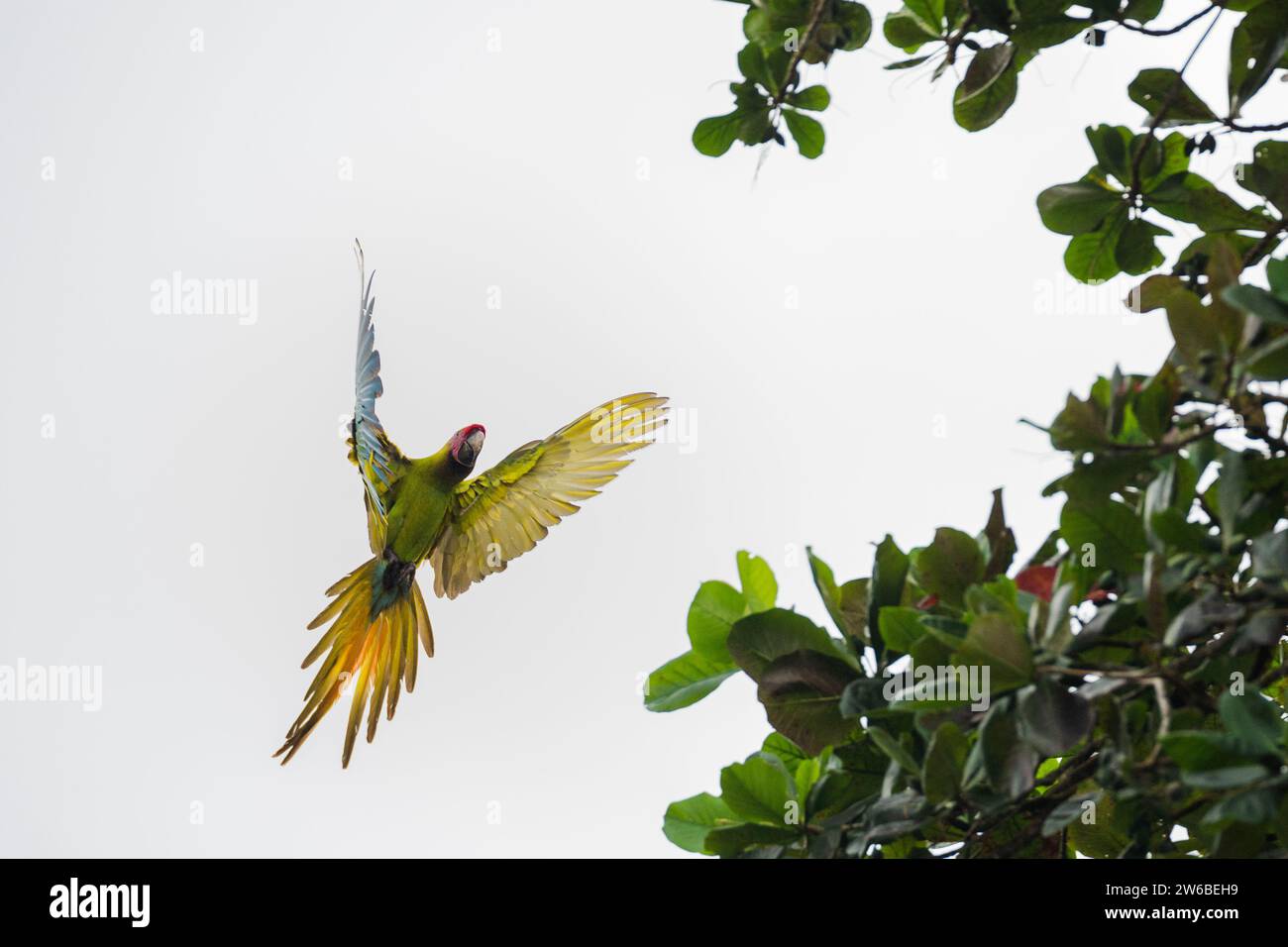 Wide spread tail hi-res stock photography and images - Alamy