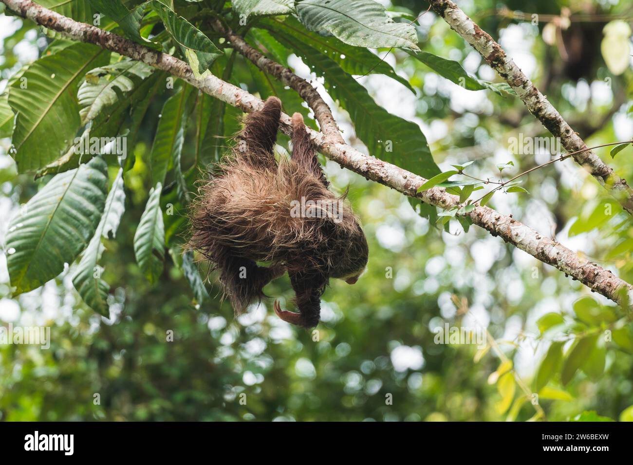 Back view of a brown-throated three-toed sloth hanging leisurely from a ...